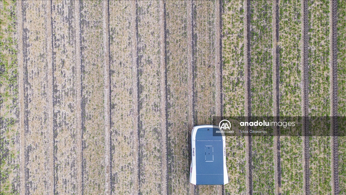 Hollanda'da yapay zeka destekli robot "Theo", lale üretimindeki ...