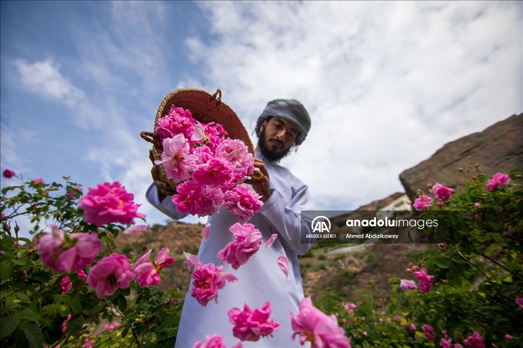 Rose cultivation remains one of leading livelihoods of Omanis - Anadolu ...