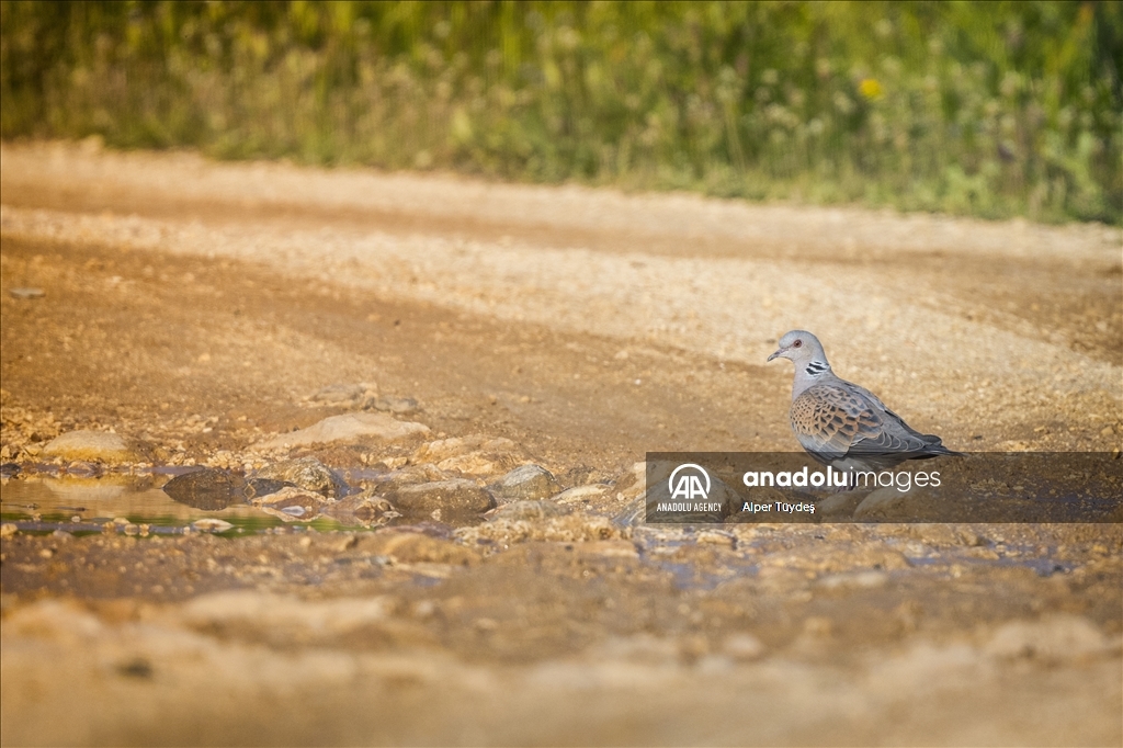 Bird species in Turkiye's Goksu Delta - Anadolu Ajansı