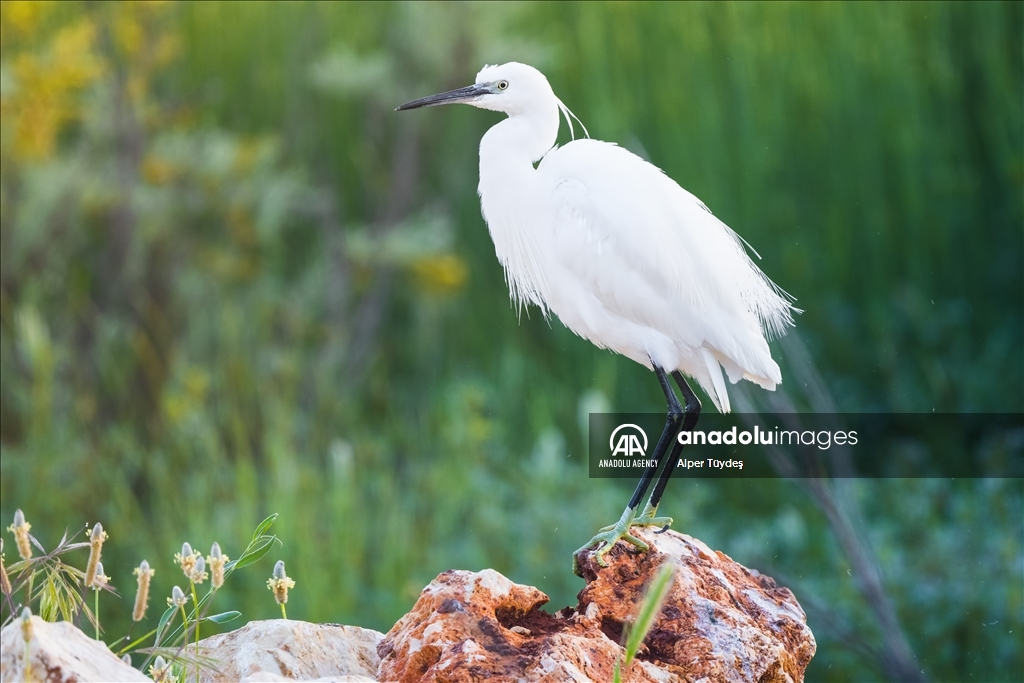 Bird species in Turkiye's Goksu Delta - Anadolu Ajansı