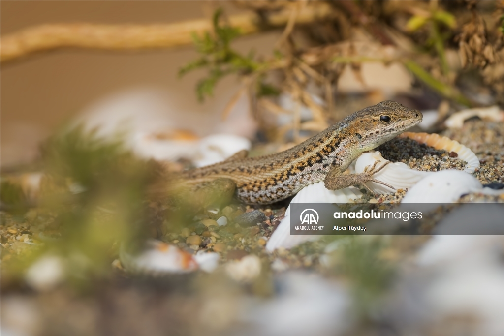 Bird species in Turkiye's Goksu Delta - Anadolu Ajansı