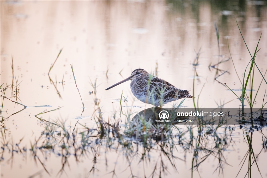 Bird species in Turkiye's Goksu Delta - Anadolu Ajansı