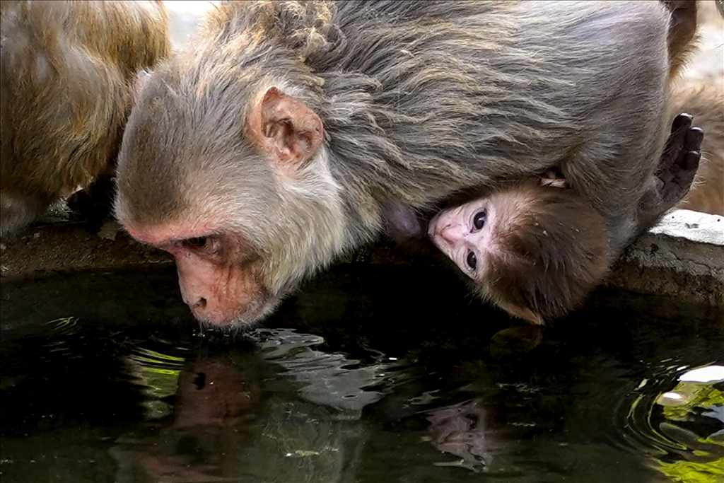 Hot weather affects macaques in India - Anadolu Ajansı