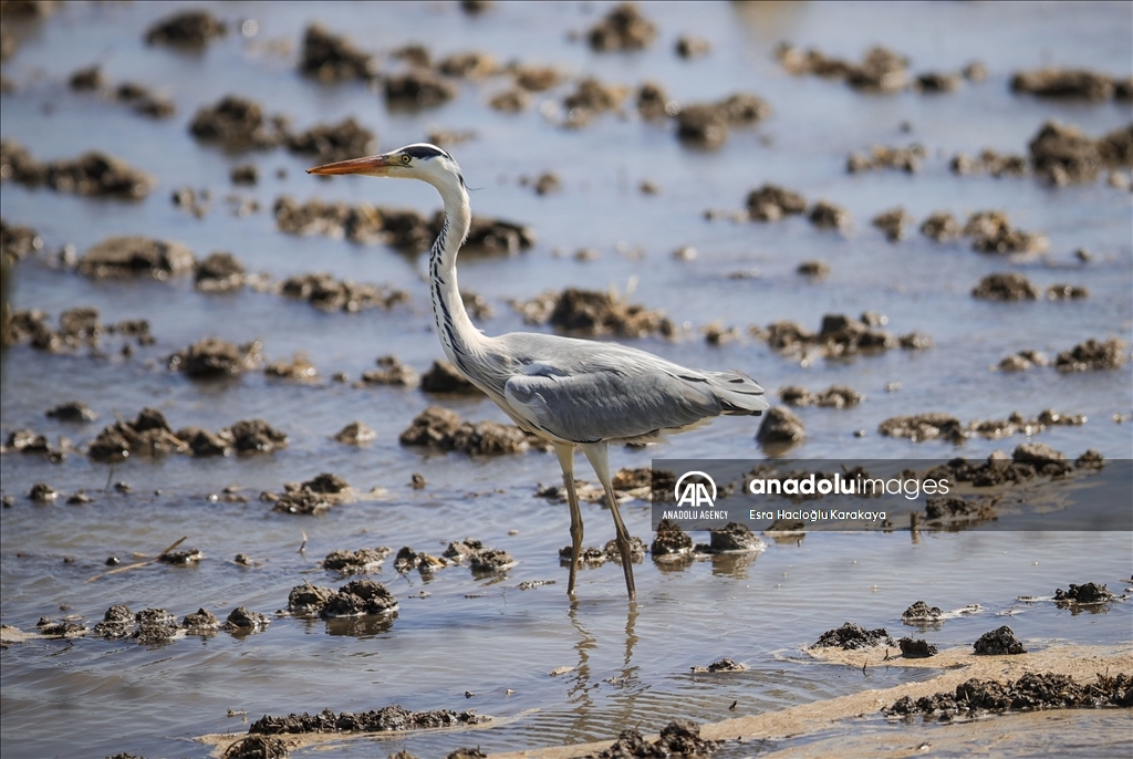 Kizilirmak Delta hosts many species in Turkiye's Samsun - Anadolu Ajansı