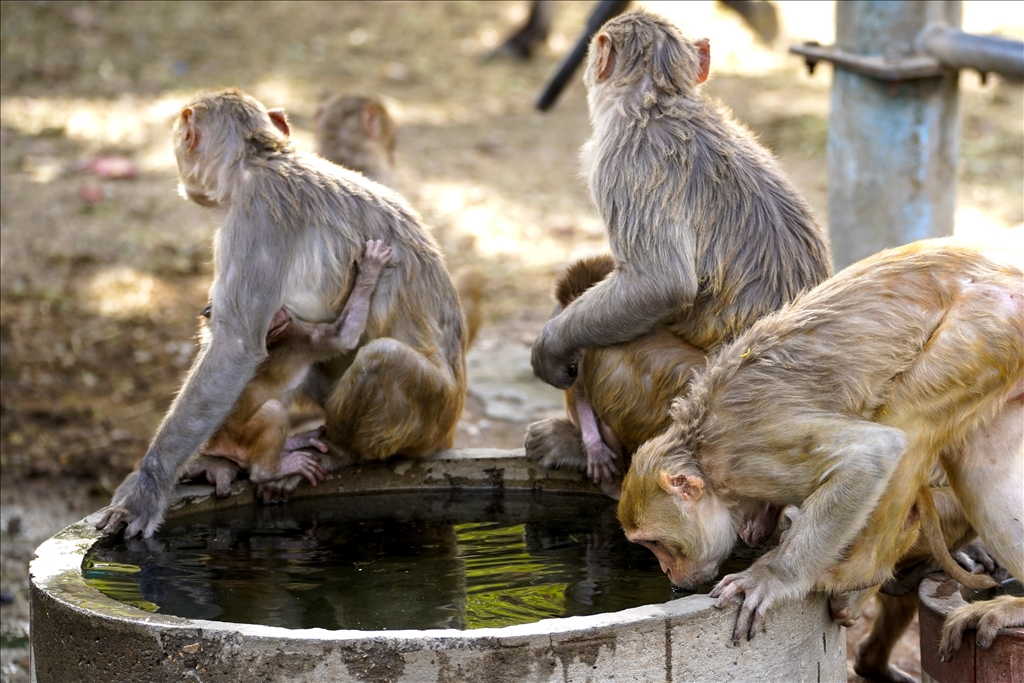 Hot weather affects macaques in India - Anadolu Ajansı