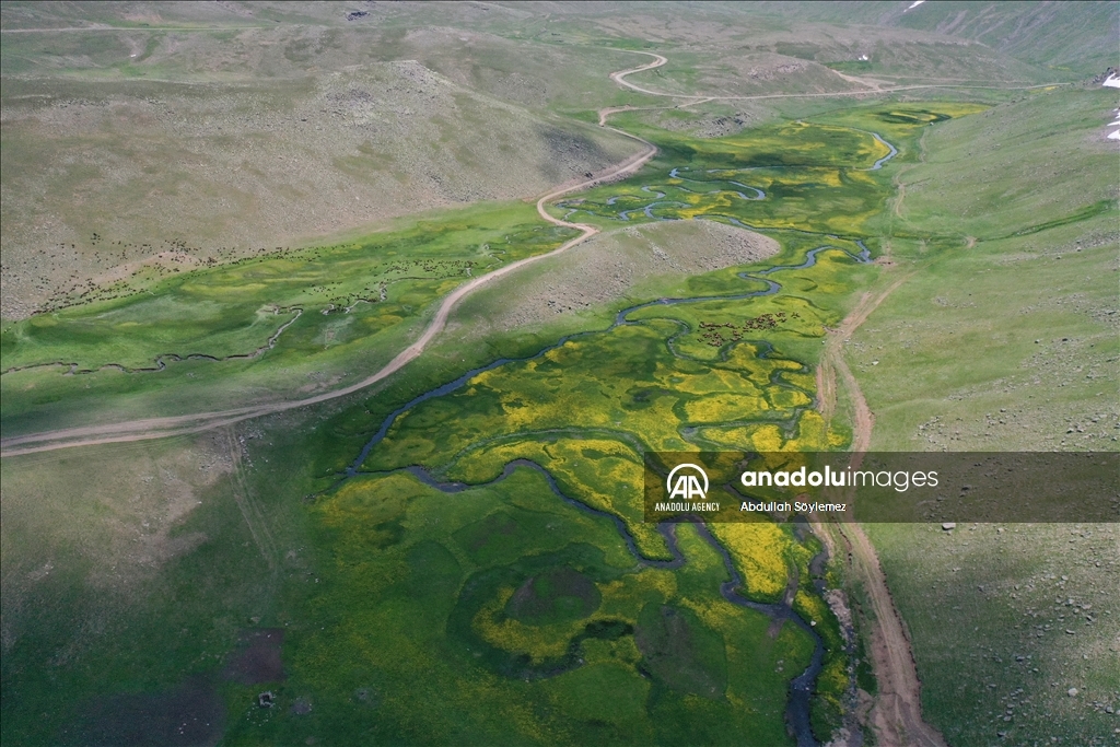 Meanders in Turkiye's Agri are covered with spring flowers - Anadolu Ajansı