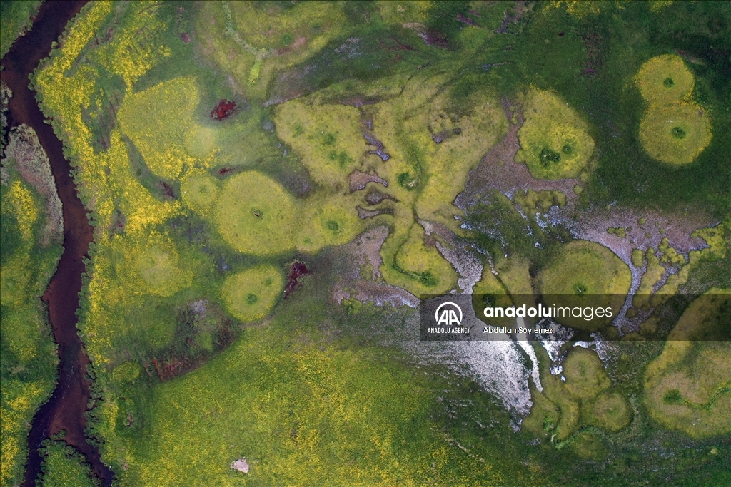 Meanders in Turkiye's Agri are covered with spring flowers - Anadolu Ajansı
