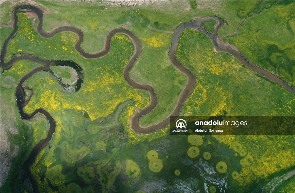 Meanders in Turkiye's Agri are covered with spring flowers - Anadolu Ajansı