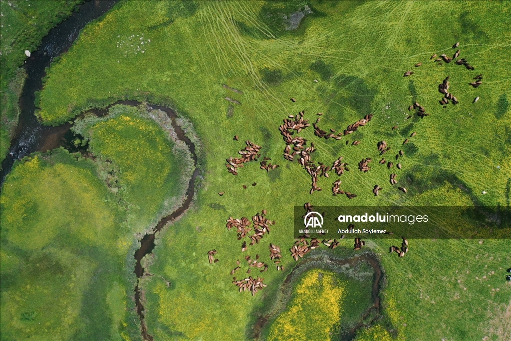 Meanders in Turkiye's Agri are covered with spring flowers - Anadolu Ajansı