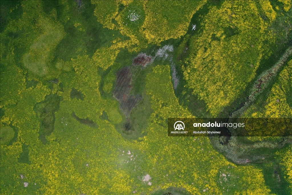 Meanders in Turkiye's Agri are covered with spring flowers - Anadolu Ajansı