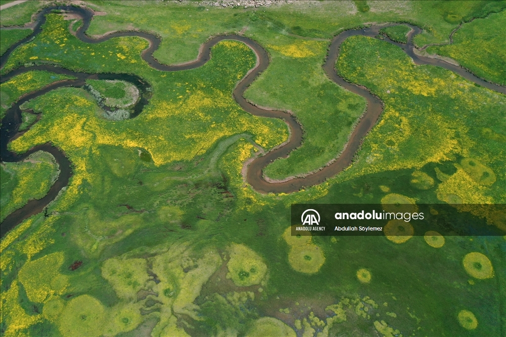 Meanders in Turkiye's Agri are covered with spring flowers - Anadolu Ajansı