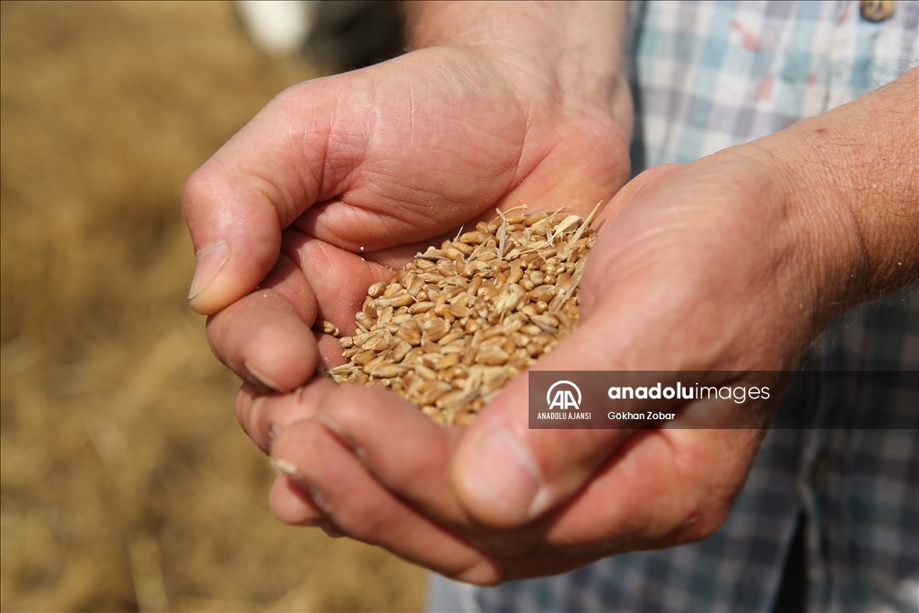 Edirne'de buğday hasadı başladı - Anadolu Ajansı