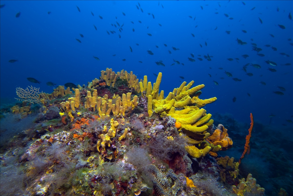 Li Ayvalika ku ji navendên sereke yên Turîzma Tirkiyeyê ye ...