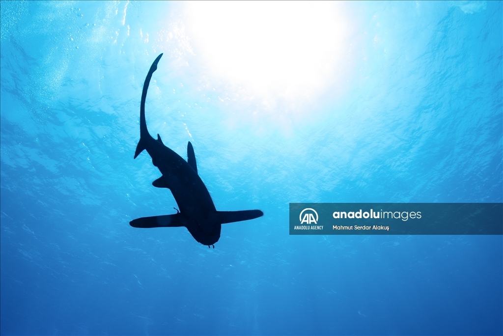Endangered by extinction whitetip reef shark and long-nosed spinner ...