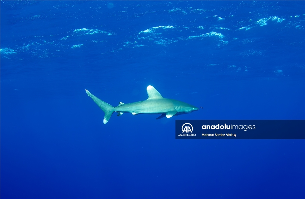 Endangered by extinction whitetip reef shark and long-nosed spinner ...