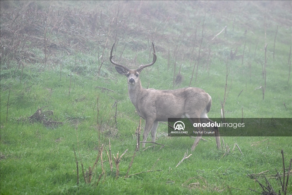 Amerika Kaliforniya'daki Tule geyikleri - Anadolu Ajansı