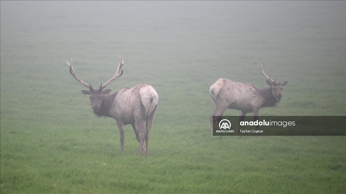 Amerika Kaliforniya'daki Tule geyikleri - Anadolu Ajansı