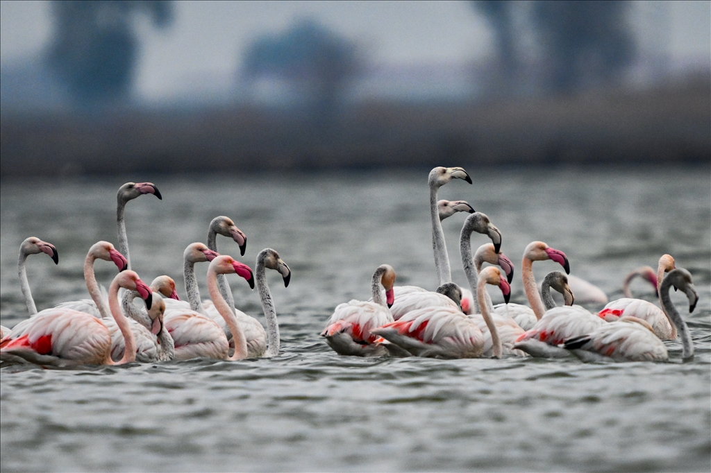 Wetlands in Turkiye's eastern Mediterranean host more than 300 thousand ...