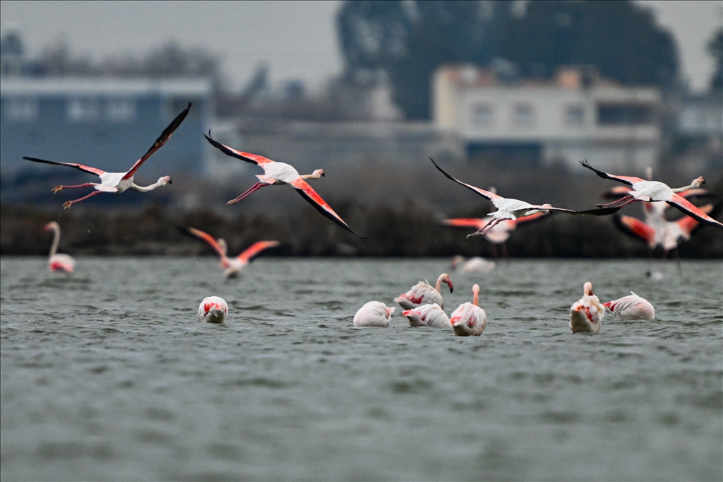Wetlands in Turkiye's eastern Mediterranean host more than 300 thousand ...