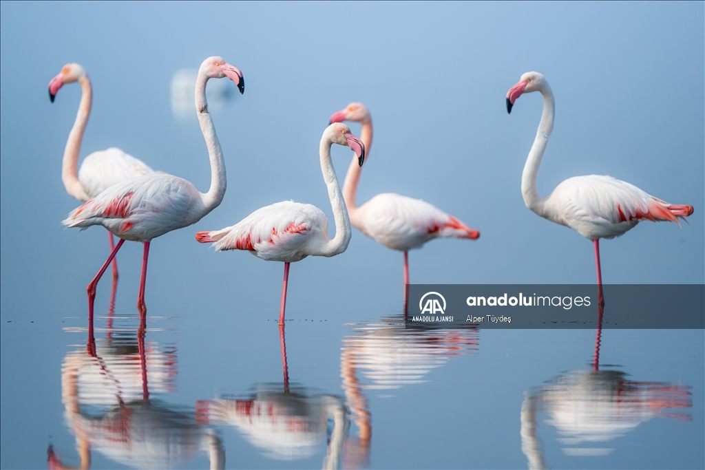 Gediz Deltası, flamingolara ev sahipliği yapıyor - Anadolu Ajansı