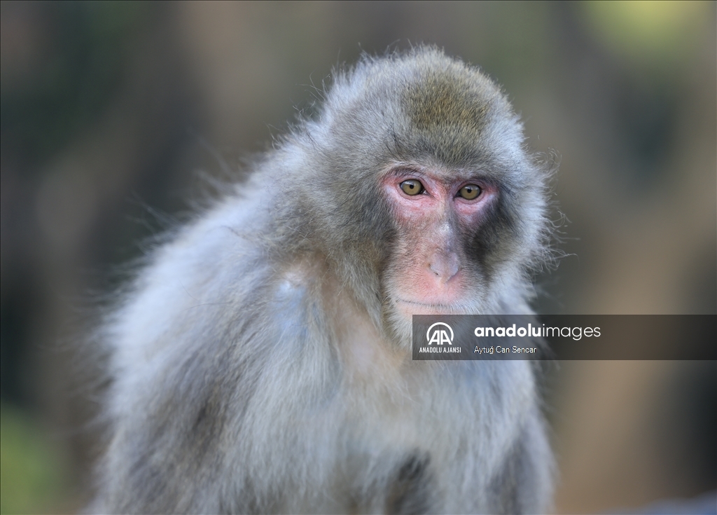 Iwatayama Maymun Parkı - Anadolu Ajansı