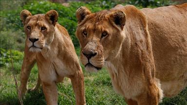Lions of Baghdad's Al Zawra zoo - Anadolu Ajansı