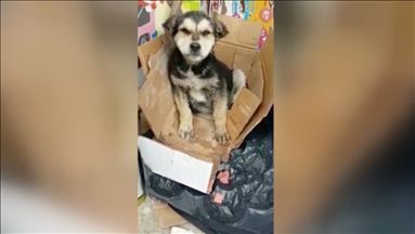 Turkish man gives kiss of life to puppy - Anadolu Agency