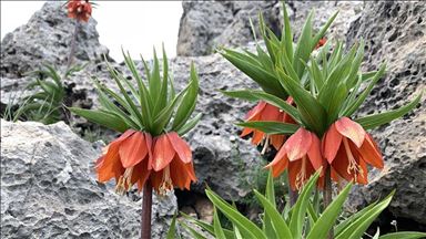 Inverted tulips in full bloom in eastern Turkey - Anadolu Ajansı
