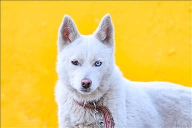 Husky dogs' eyes spark interest with striking resemblance to Turkish ...