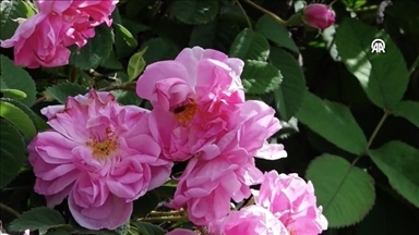Oman's rose harvest season continues, bringing vitality - Anadolu Ajansı