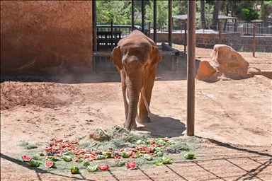 World’s 1st IVF elephant 'Gabi' celebrated with special menu on World ...