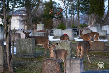 Deer gather at Toronto cemetery for Christmas Day offerings - Anadolu ...