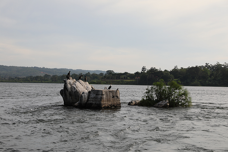 Bereket ve uygarlığın kaynağı Nil Nehri, Uganda ve Etiyopya'dan Akdeniz ...