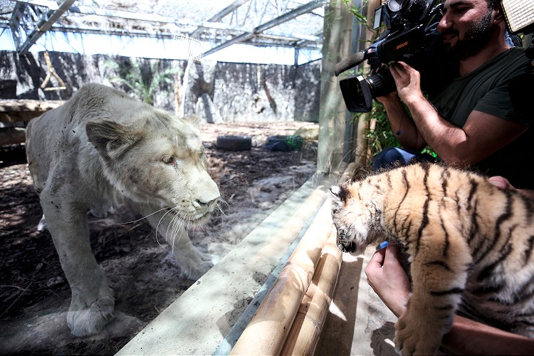 Türkiye'nin ilk beyaz aslanları İstanbul'da