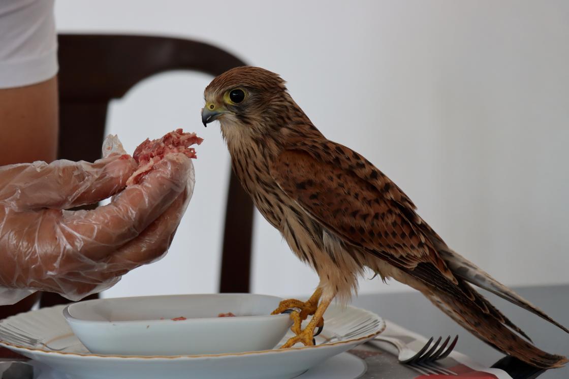 Atmaca yavrusu ile lokantacının dostluğu görenleri şaşırtıyor