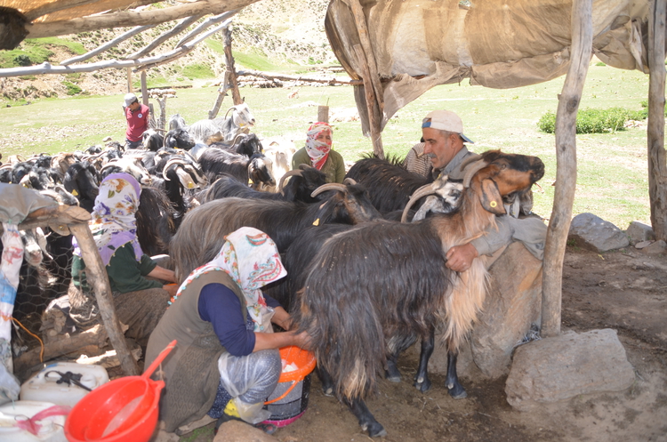 Hakkari'de berivanların dağlardaki süt mesaisi