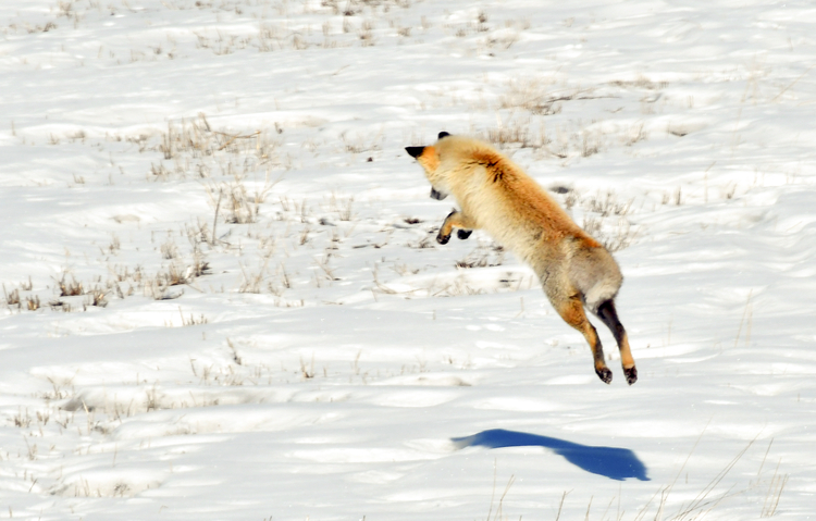 Kızıl tilkiler kar altındaki avlarının yerlerini kulaklarıyla tespit ediyor
