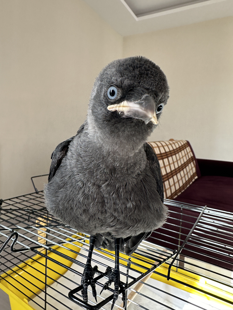 Doktorun sahiplendiği karga "Jackoo" ile dostluğu görenleri şaşırtıyor