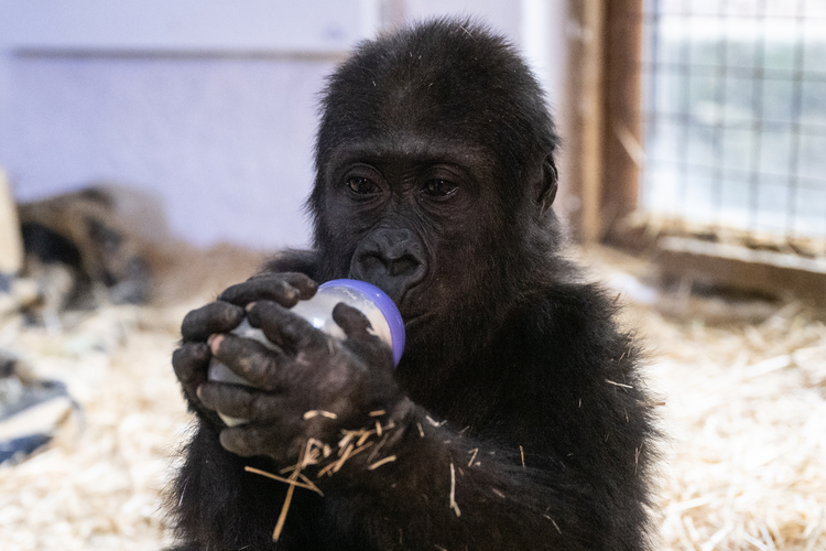 İstanbul Havalimanı'nda yakalanan goril yavrusuna "Zeytin" ismi verildi