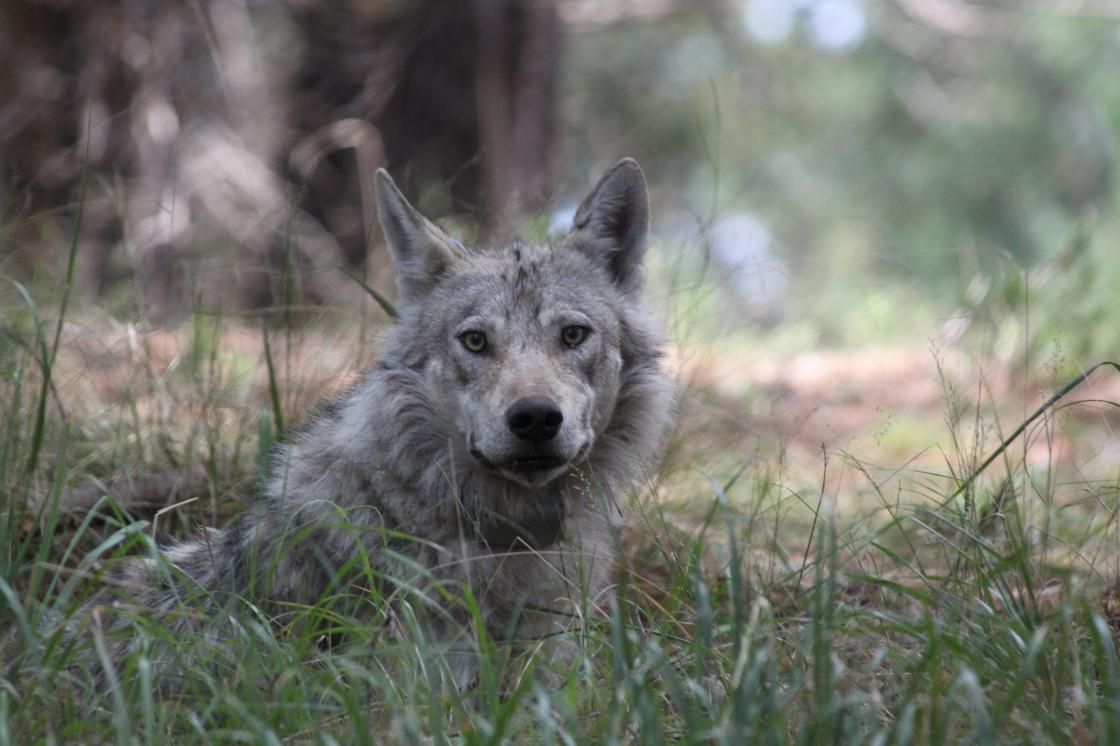 Genç kurt 6 ayda Kars ile Edirne arasındaki mesafeye yakın yol yürüdü